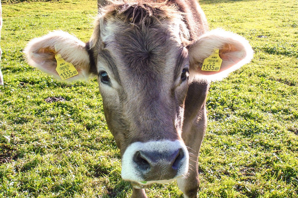 Holiday with animals on the Hacklbauer Farm - Bauernhofurlaub in ...